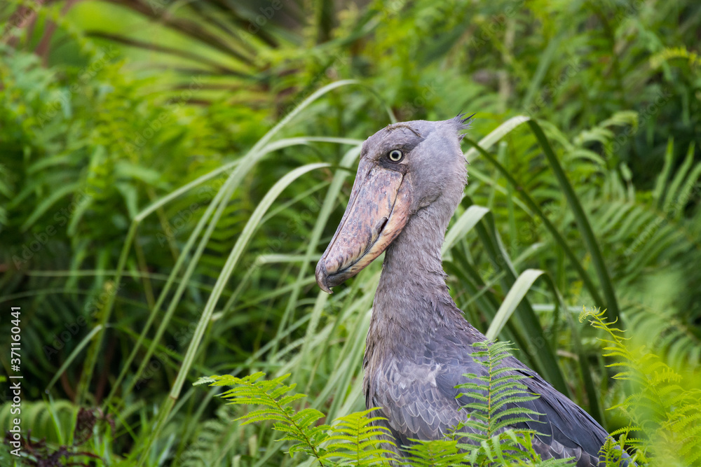 Prehistoric-looking Shoebill Stork in the Mabamba Swamps of Lake ...