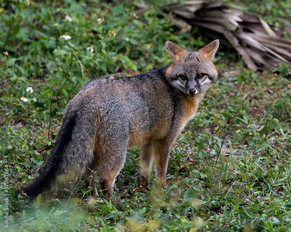 Grey fox animal Stock Photo. Grey fox by the creek in a field ...