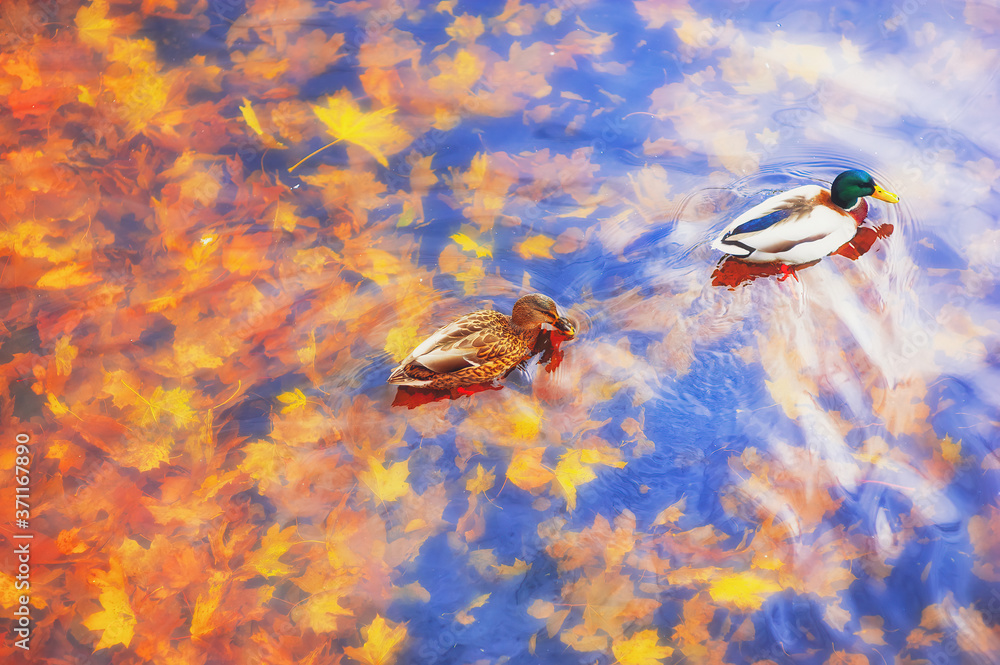 Two mallard ducks on a water in dark pond with floating autumn or fall ...