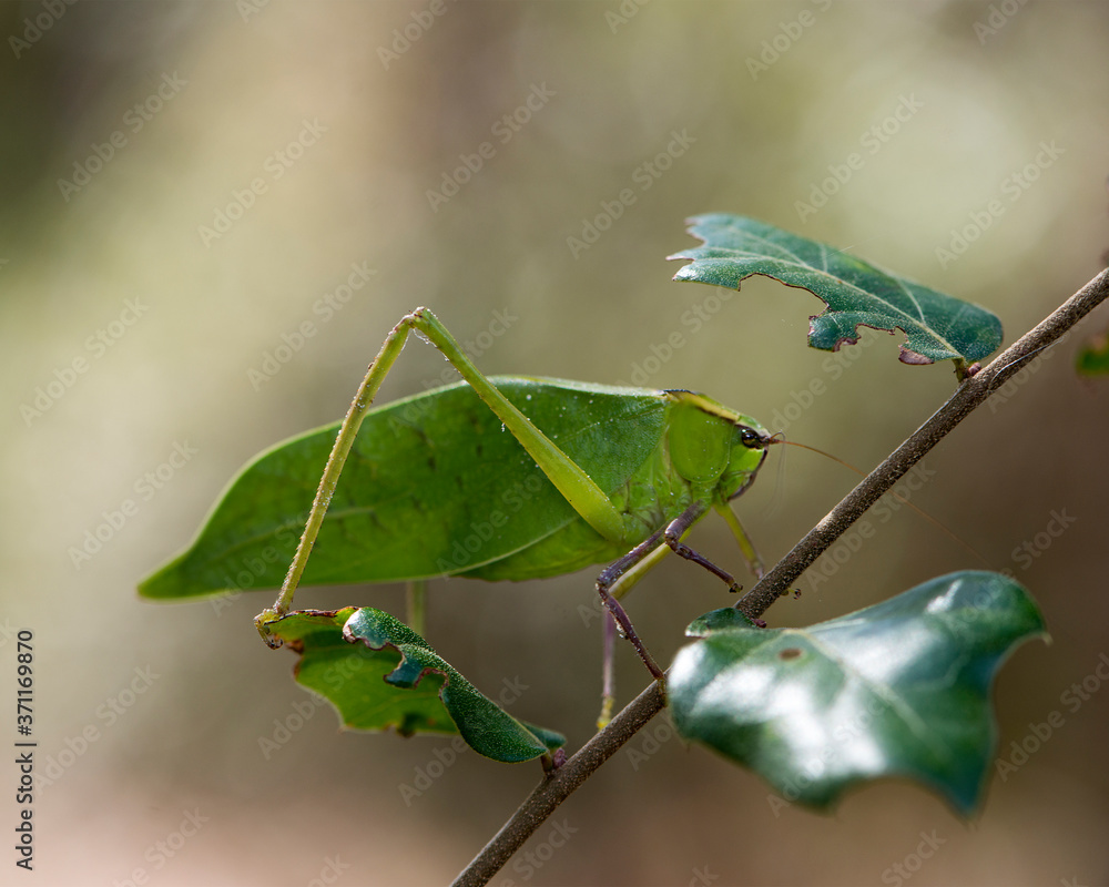 Katydid Insect Stock Photos. Katydid insect on a branch tree with a ...