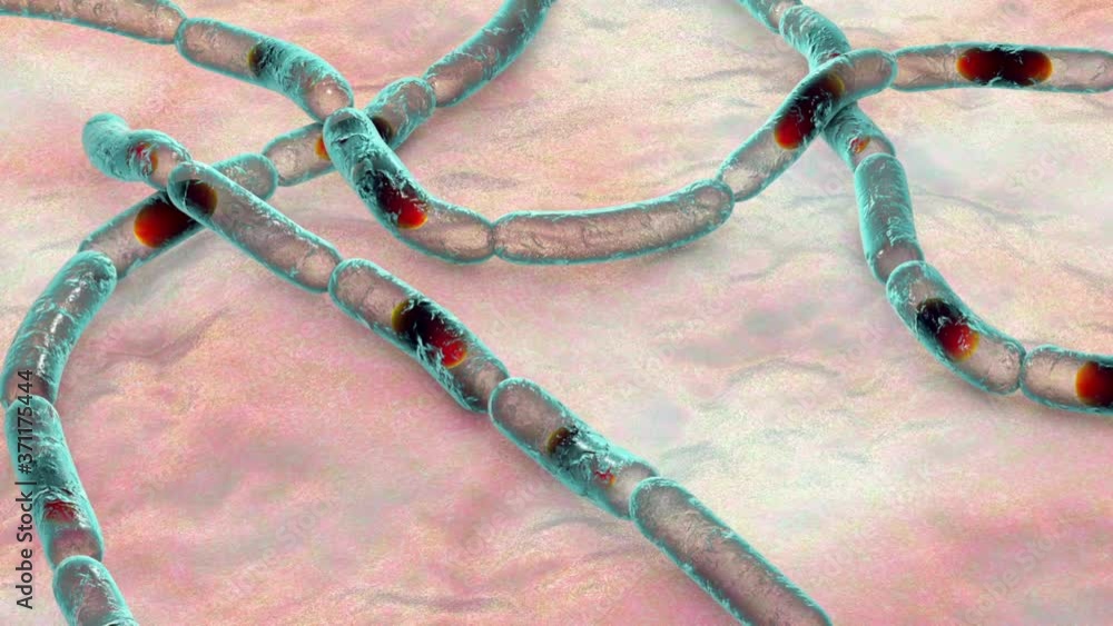 Bacteria Bacillus anthracis, the causative agent of anthrax disease, 3D ...