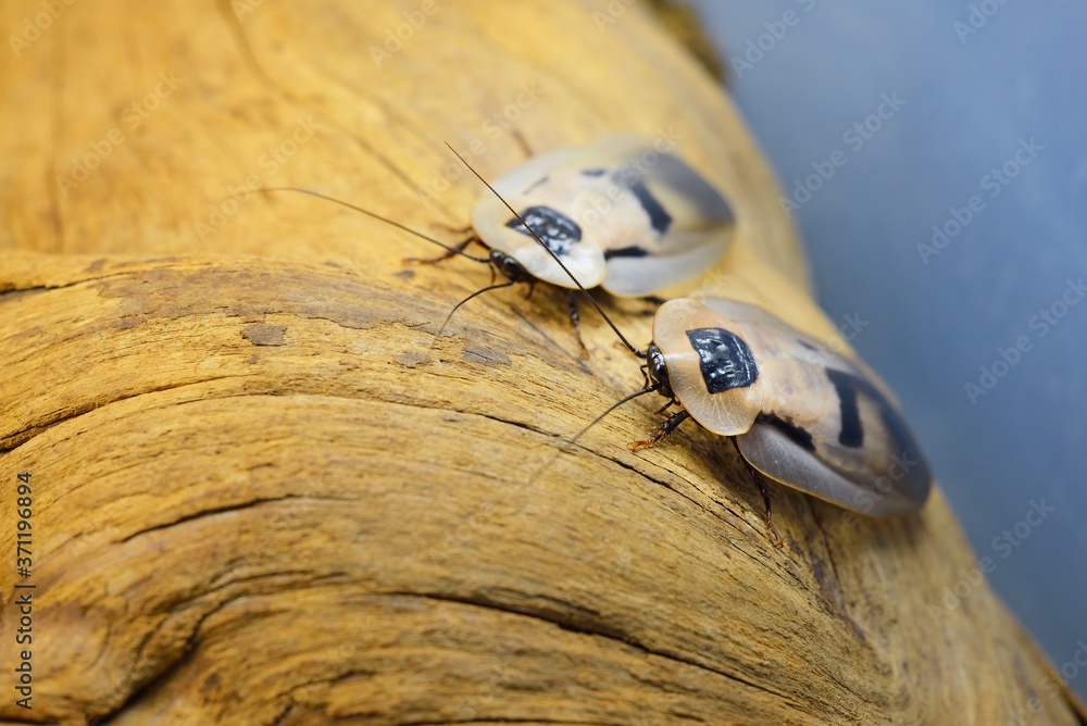 Giant cockroach Blaberus giganteus in terrarium, close-up. Wooden ...