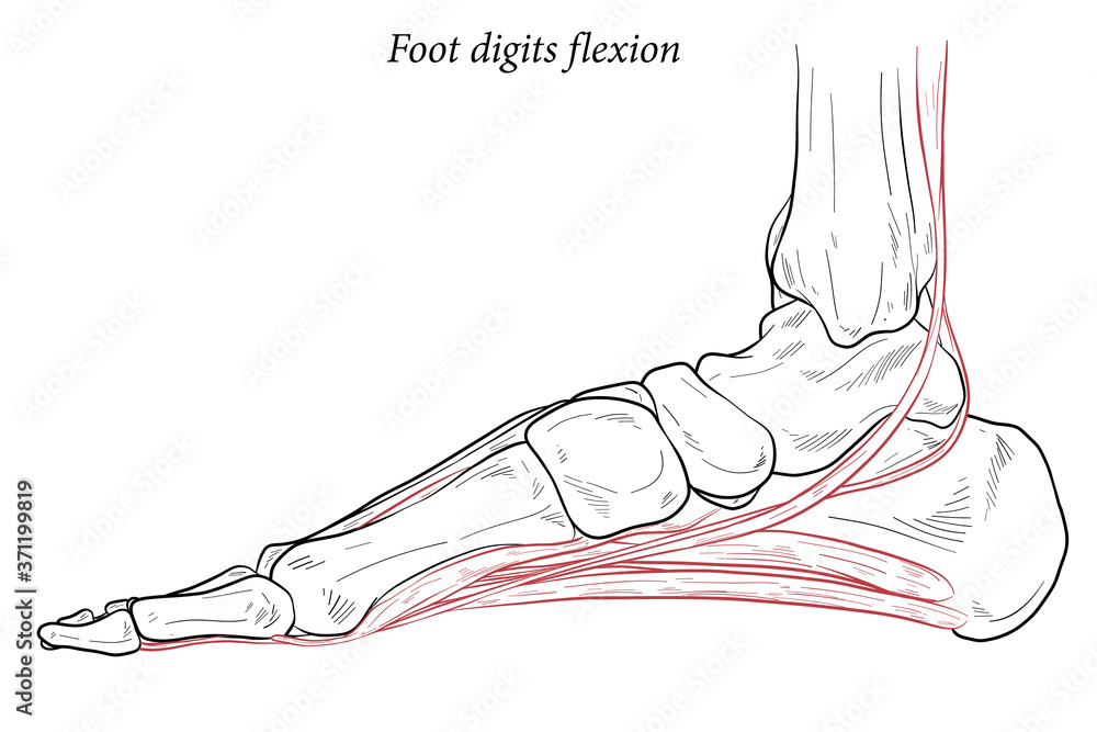 Medical illustration of Foot digits flexion muscles acting on the foot ...