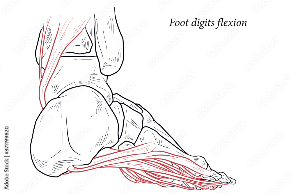 Medical illustration of Foot digits flexion muscles acting on the foot ...