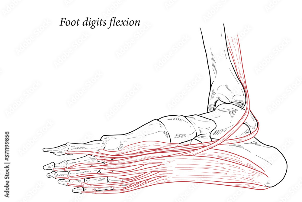 Medical illustration of Foot digits flexion muscles acting on the foot ...