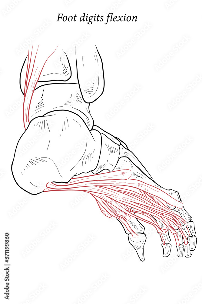 Vetor de Medical illustration of Foot digits flexion muscles acting on ...