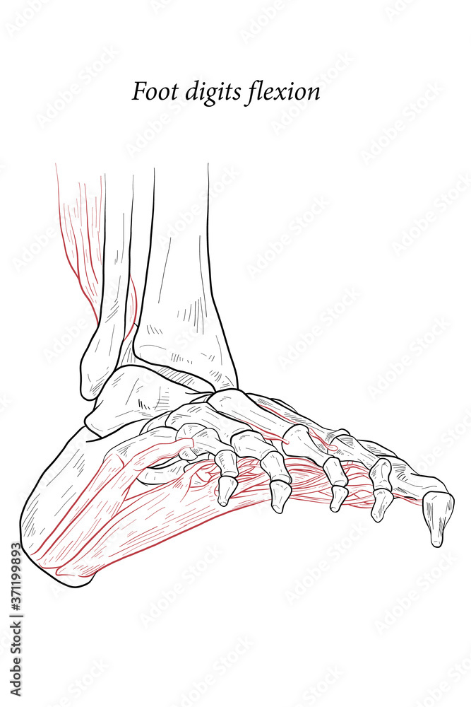 Medical illustration of Foot digits flexion muscles acting on the foot ...