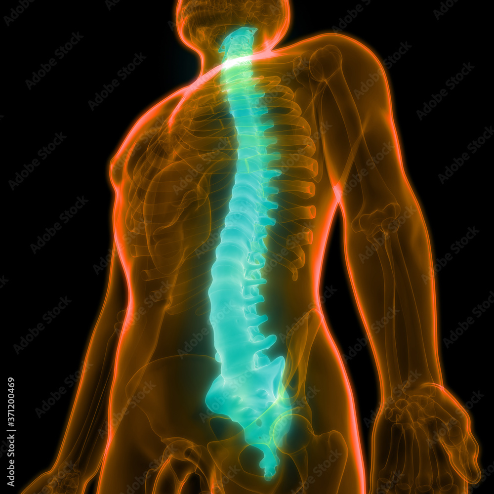Spinal Cord Vertebral Column of Human Skeleton System Anatomy Stock ...