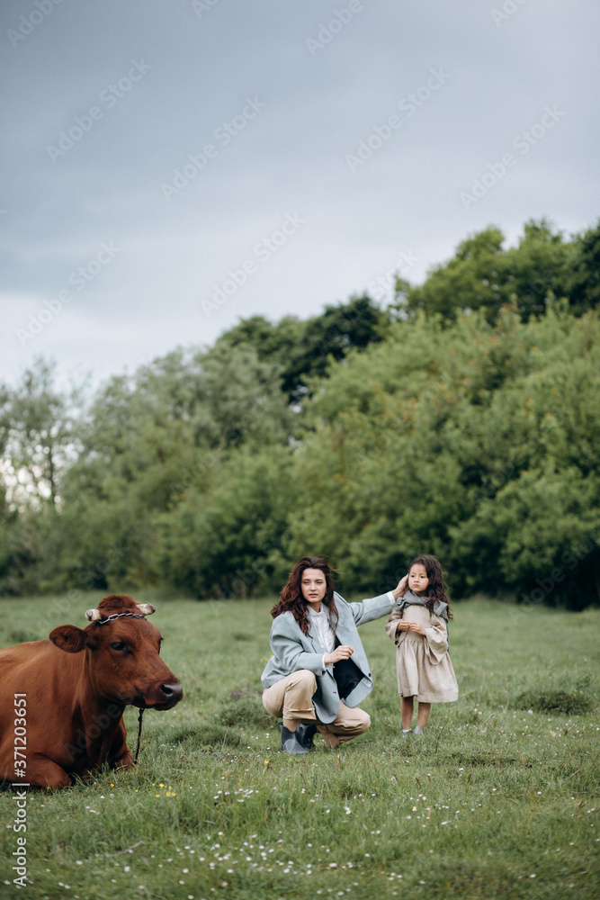 Mother and daughter walk in a field with cows. The family is having fun ...