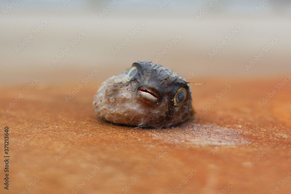 Blow fish or puffer fish dead on a pier. Unwanted catch. Stock Photo ...