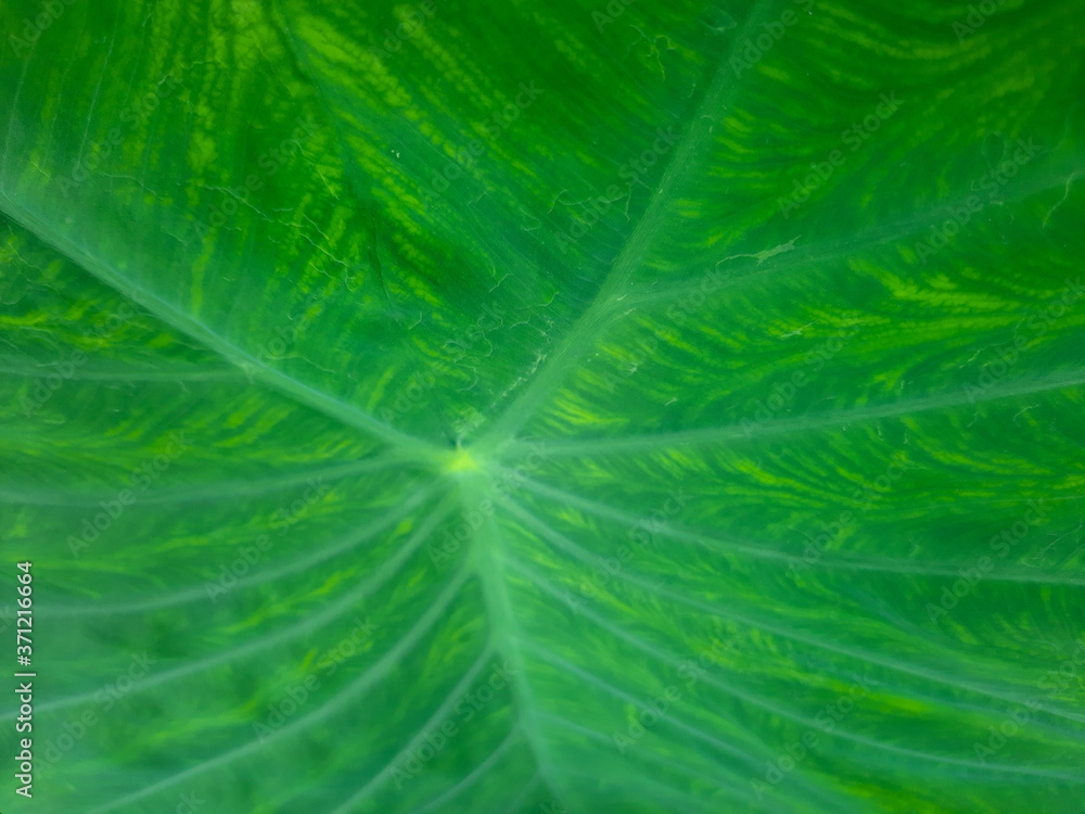 taro leaf, taro leaf texture, Colocasia esculenta giant green leaf ...