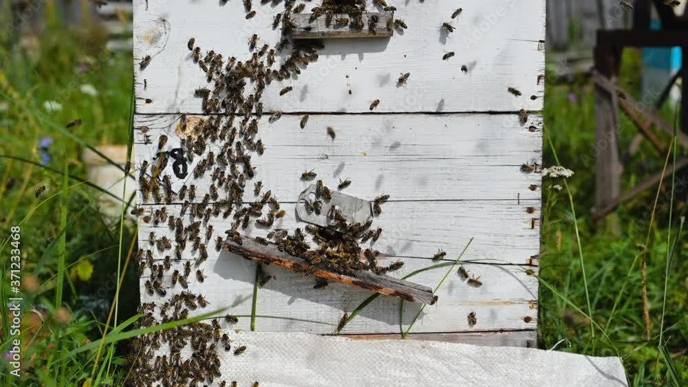 Bees crawling at the entrance to the hive, bee family. Bees flying ...