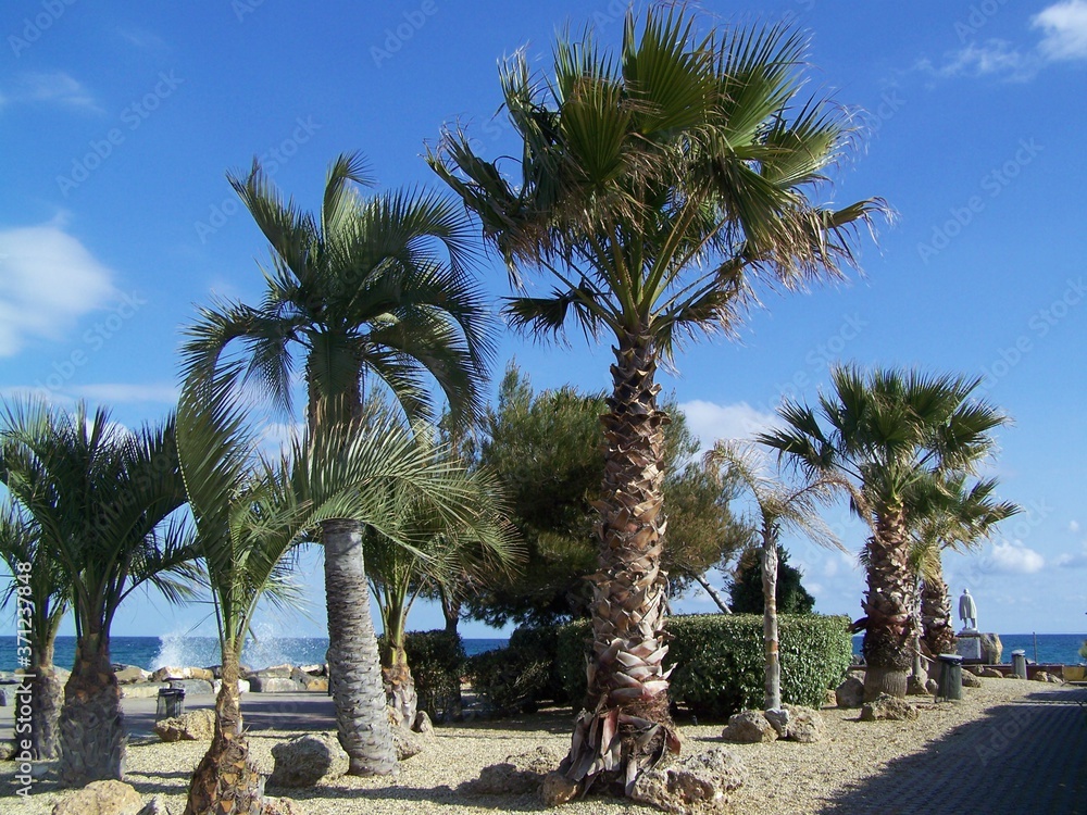 Foto de Palmen an der italienischen Riviera palm trees at the Italian ...