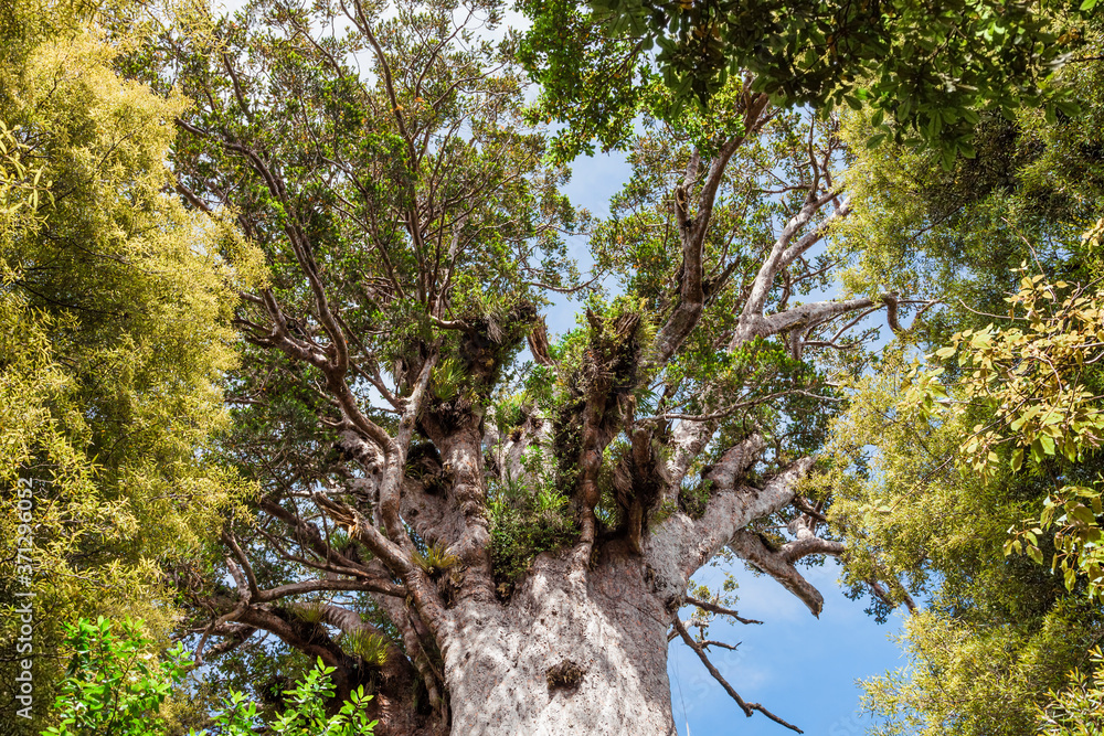 Tree canopy of Tane Mahuta, the giant Kauri Tree Stock Photo | Adobe Stock