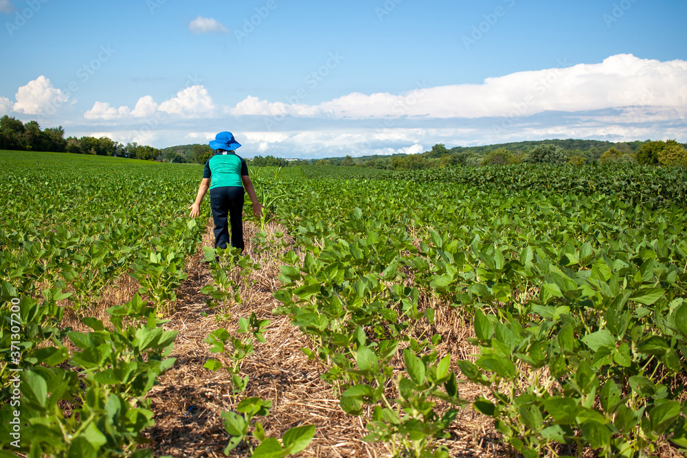 A boy wearing a wide brim hat is walking in soy bean field on a hot ...
