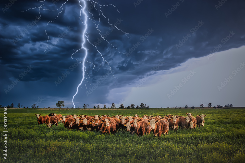 Foto de Herd of Cows Bracing Together in a Field for the Lightning ...