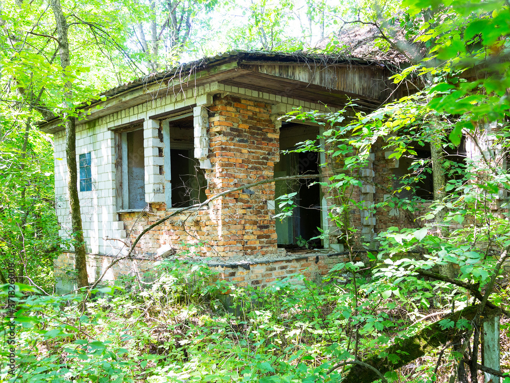Chernobyl radioactive contamination. Overgrown of plants streets of ...