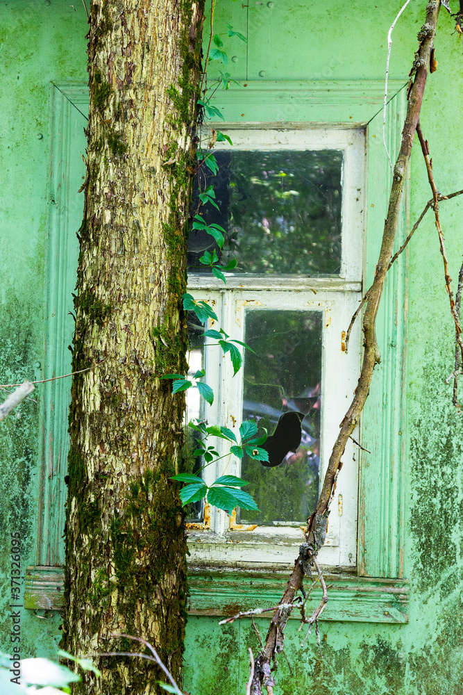 Chernobyl radioactive contamination. Overgrown of plants streets of ...