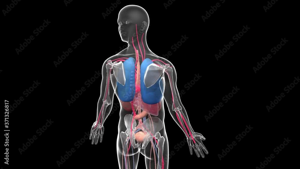 3d animation of the transparent glass figure of a rotating human body ...