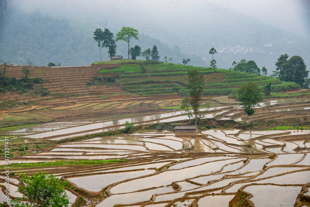 Rice field terraces. Mountain view in the clouds. Sapa, Lao Cai ...