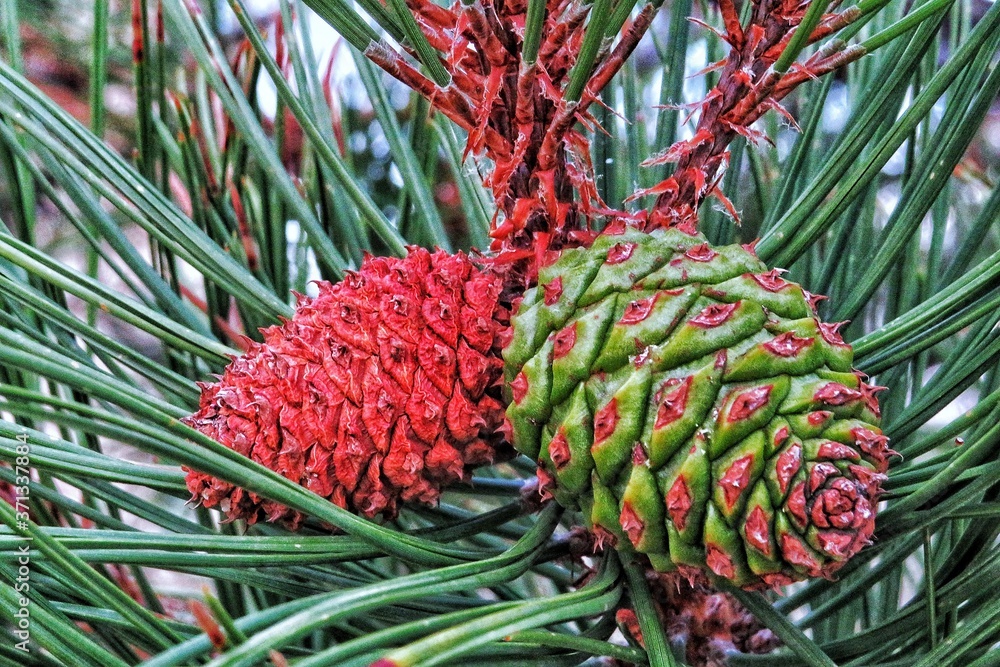 red pine cones Stock Photo | Adobe Stock