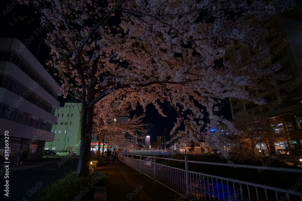 SAKURA, Cherry Blossoms at night time in Matsumoto castle, Nagano ...