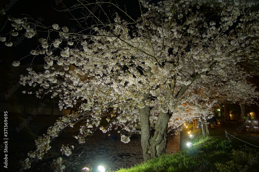 SAKURA, Cherry Blossoms at night time in Matsumoto castle, Nagano ...