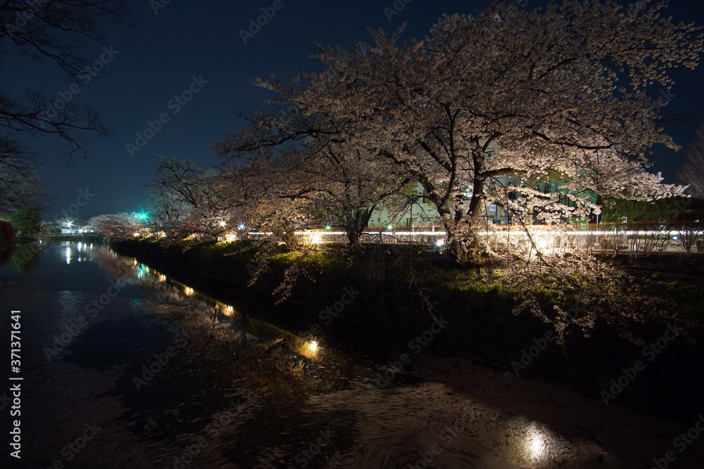 SAKURA, Cherry Blossoms at night time in Matsumoto castle, Nagano ...