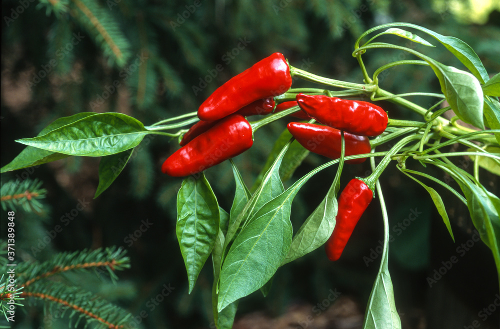 Piment, Capsicum annuum Stock Photo | Adobe Stock