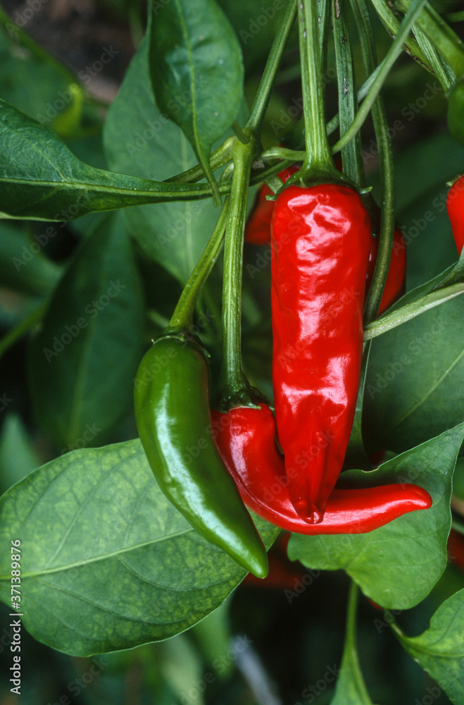 Piment, Capsicum annuum Stock Photo | Adobe Stock