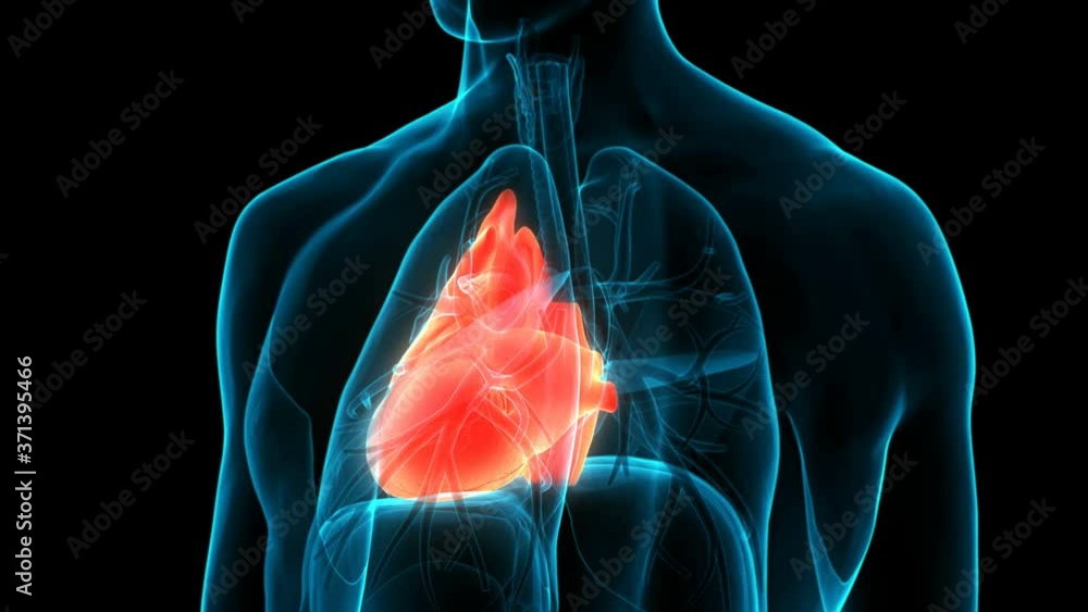 Human Circulatory System Heart Anatomy Animation Concept Stock Video ...