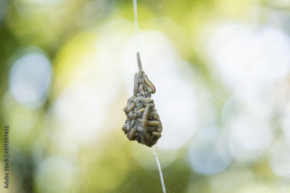 Ermine spindle, Yponomeuta cagnagella, moth nest with larvae cluster ...