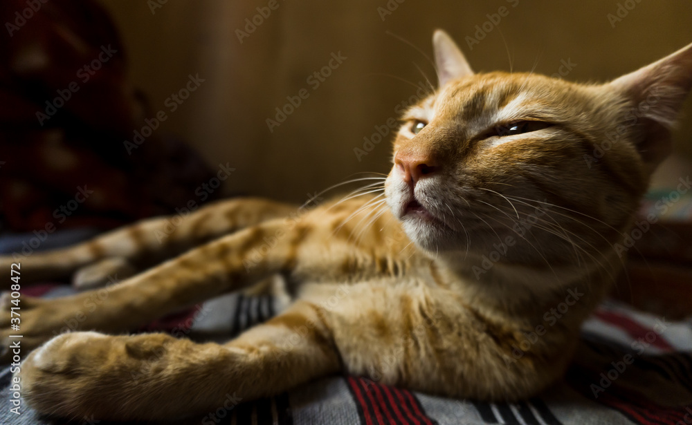 Lazy kitten. Indian billi breed also known as Indian common cat Stock ...