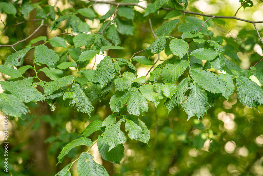 Elm tree branch with leaf gall bumps from parasite insect infestation ...