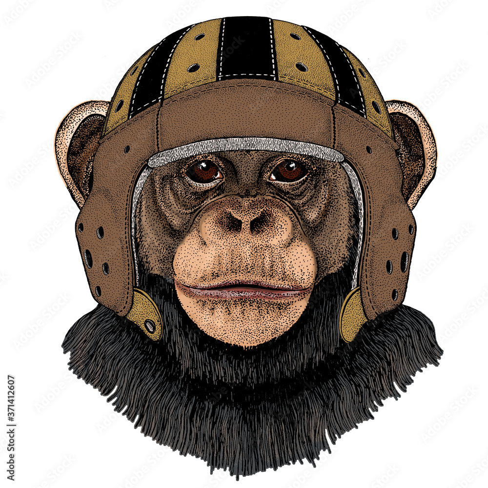 Chimpanzee, chimp portrait. Rugby leather helmet. Monkey face. Ape head ...