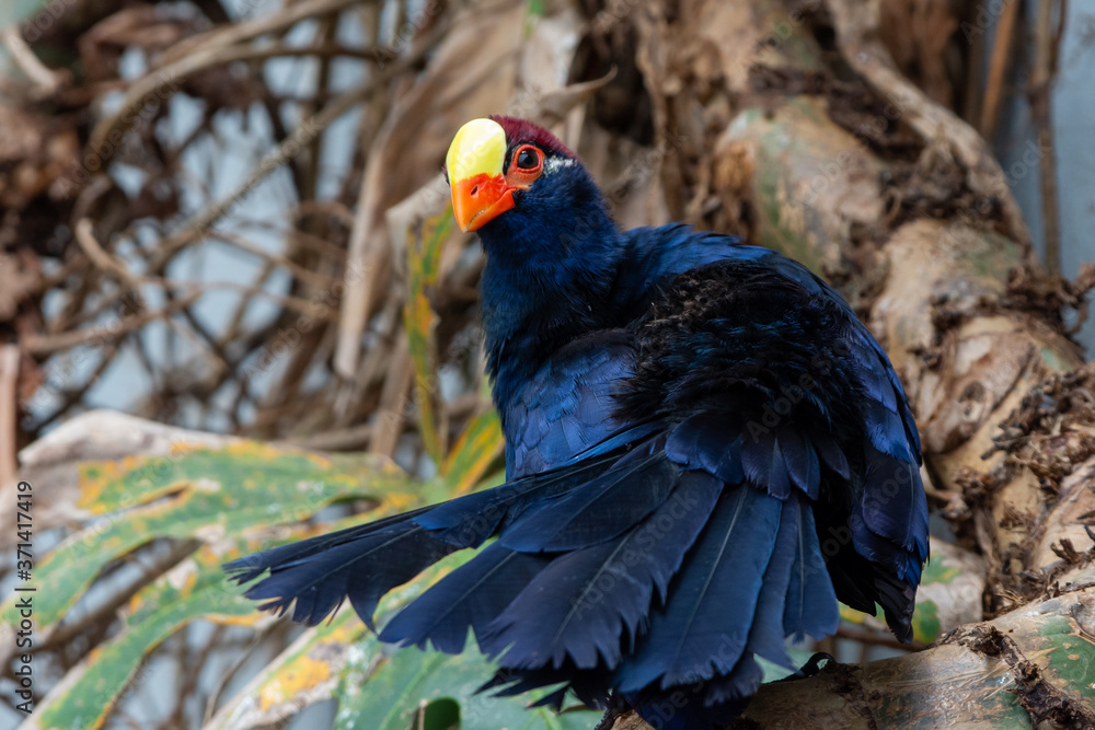A violet turaco, also known as the violaceous plantain eater (Musophaga ...