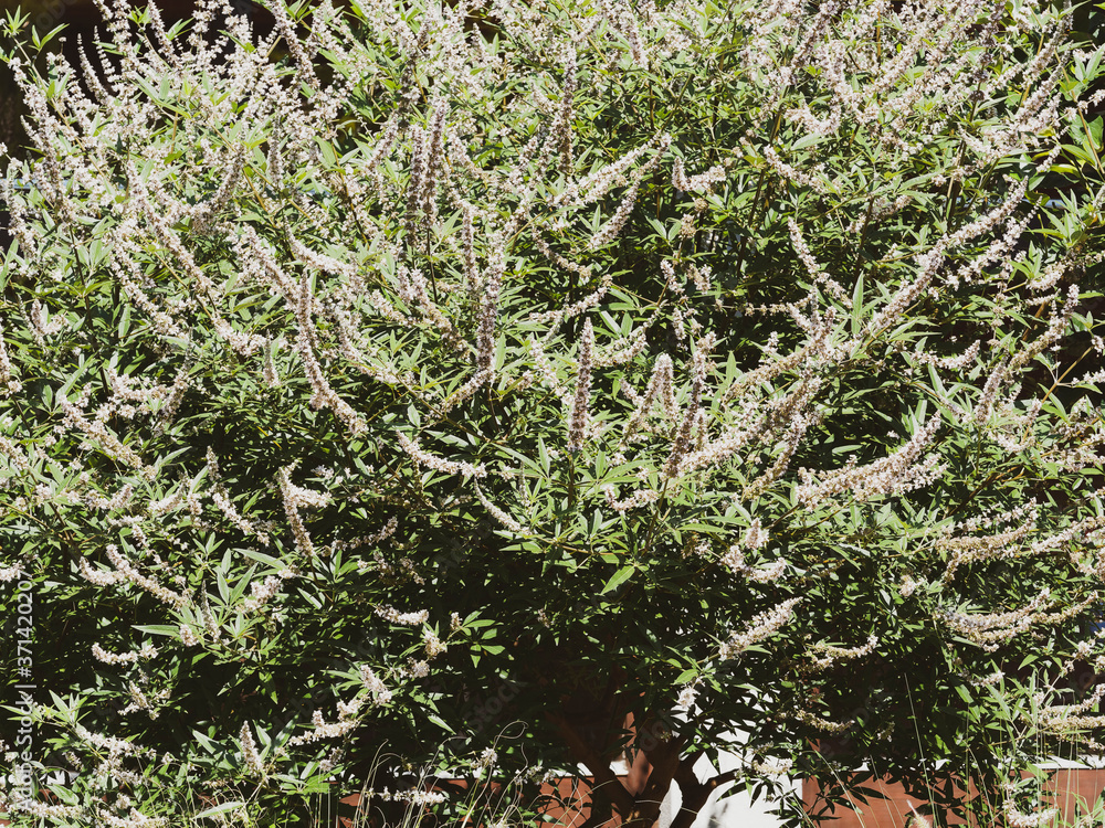 (Vitex agnus-castus latifolia 'Alba') Gattilier blanc ou poivre du ...