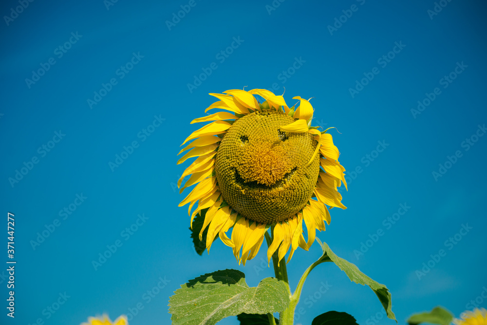 Sunflower field. sunflower in the field. Smiley on a sunflower. A face ...