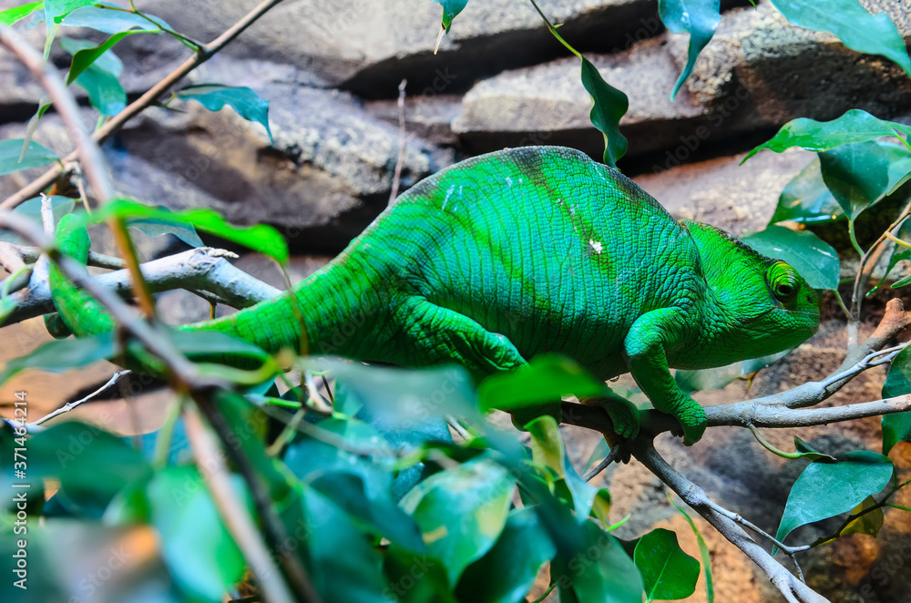 Chameleon camouflaging in green foliage. Colour change in chameleons ...