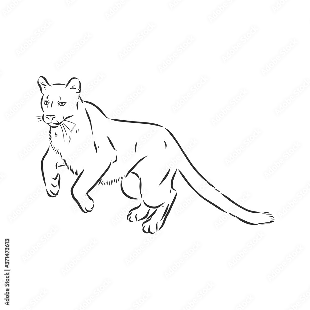 Hand-drawn vector illustration portrait of puma. Sketch style. Use for ...