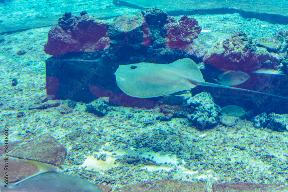 Sting ray swimming underwater. The short-tail stingray or smooth ...