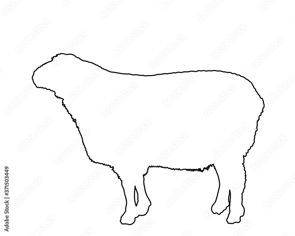 Sheep vector line contour silhouette illustration isolated on white ...