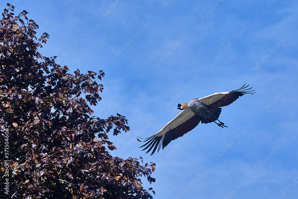 kranich im flug Stock Photo | Adobe Stock