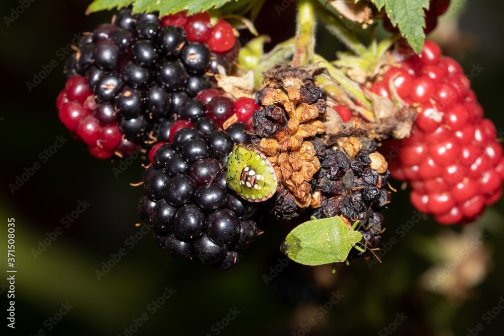 Nezara viridula (lat.) Is a species of bedbugs of the Pentatomidae ...