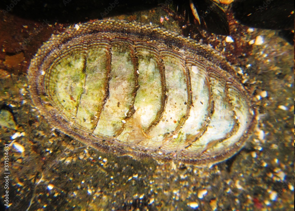 Chiton (Chiton granosus) in the bay of Tortugas beach, Peru Stock Photo ...
