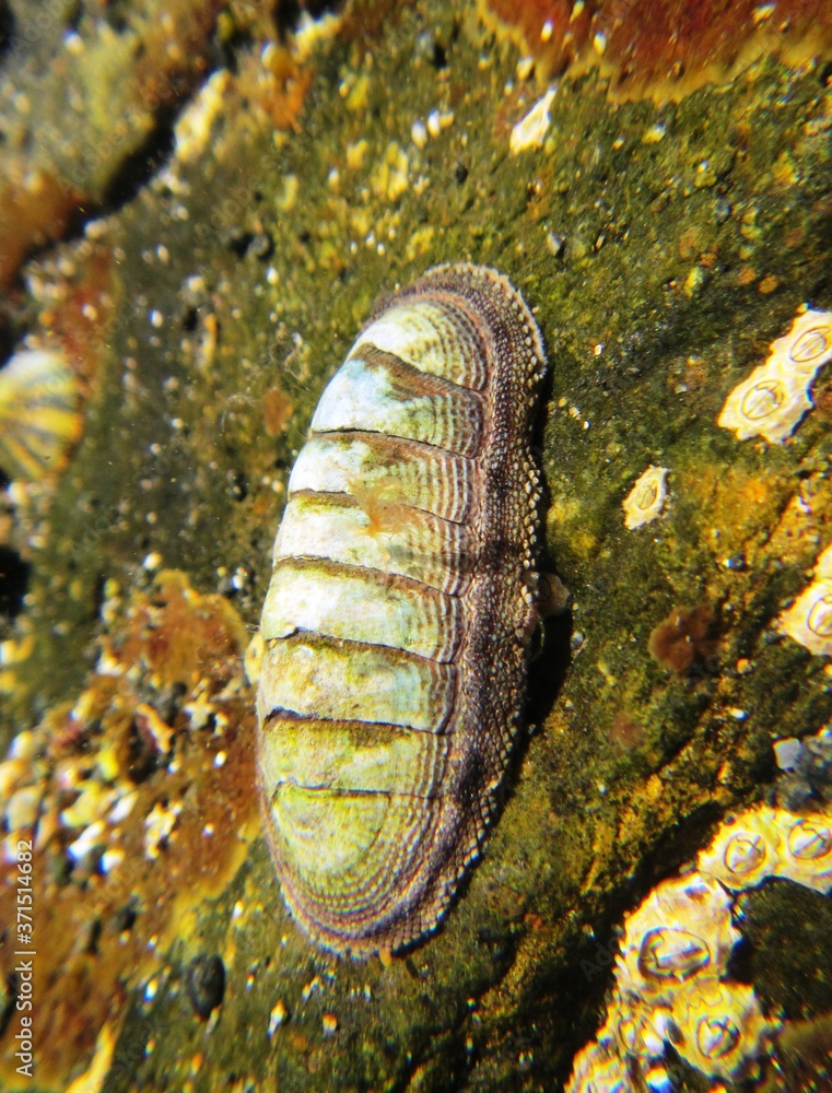 Foto de Chiton (Chiton granosus) in the bay of Tortugas beach, Peru do ...