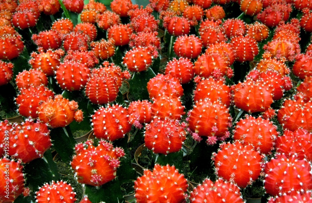 Red cactus pattern pot background. Repeated texture with green-red ...