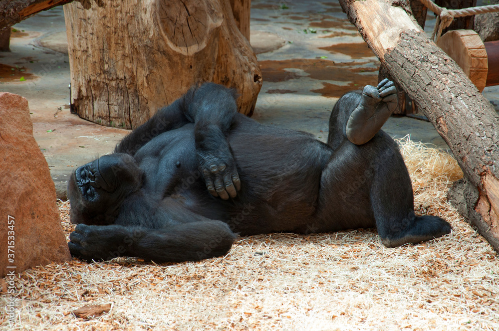Funny happy lazy black gorilla relaxing in zoo. Lazy monkey gorilla ...