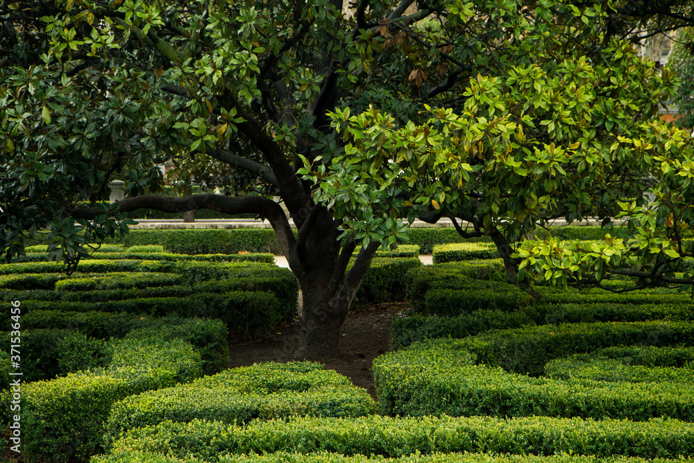 Garden and landscaping. Closeup view of a tree and the Buxus ...