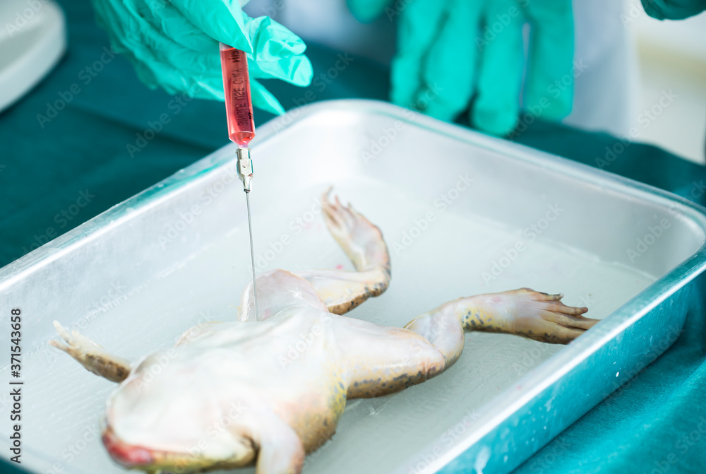 Frog on tray with injection for learning about the anatomy in ...